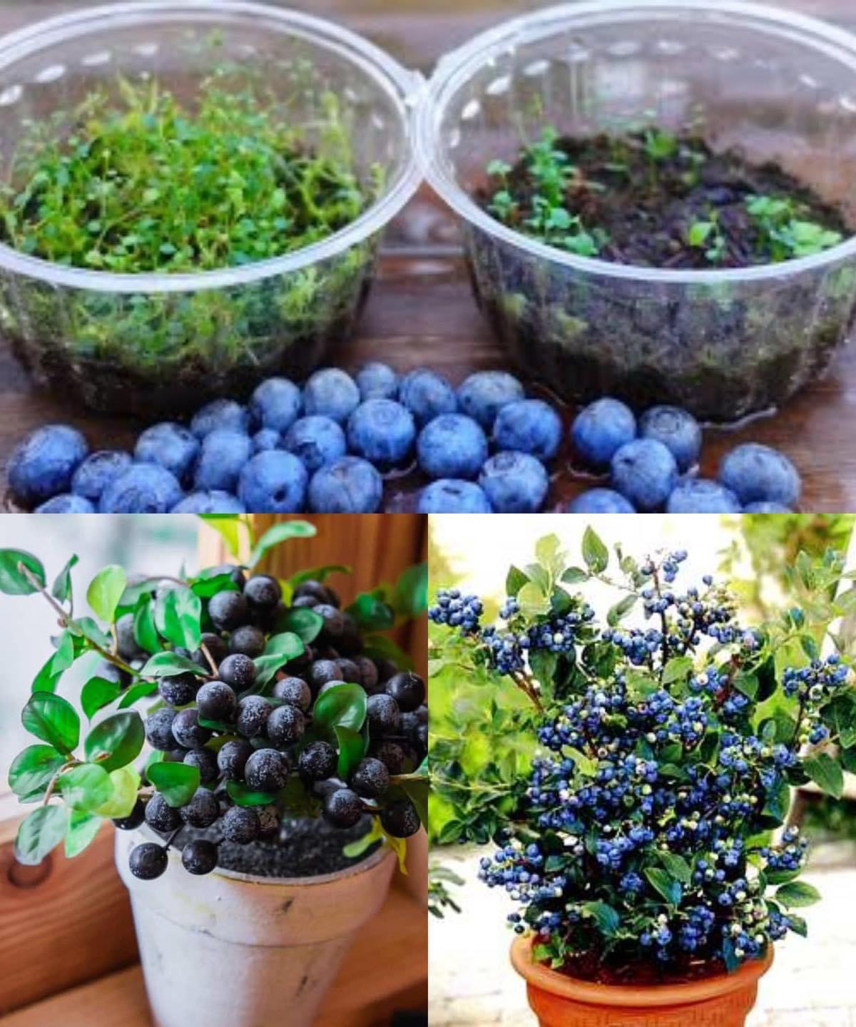 How to Grow Blueberry Plants – Kookie
